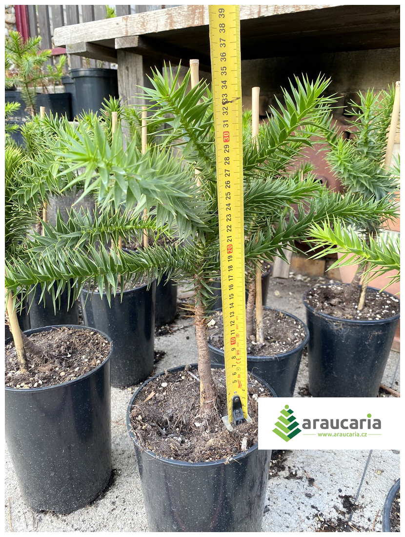 Araucaria.cz - Blahočety přímo od specialisty